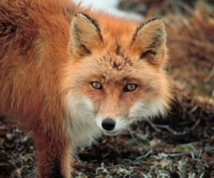 Selective breeding of foxes reveals why beauty rules with humans