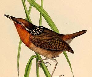 Researchers find striking similarities between bird song and human music