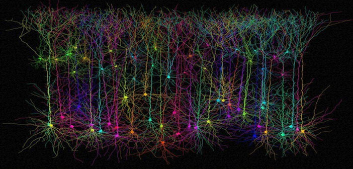 In brain mapping feat, Scripps Florida scientists pinpoint neurons ...