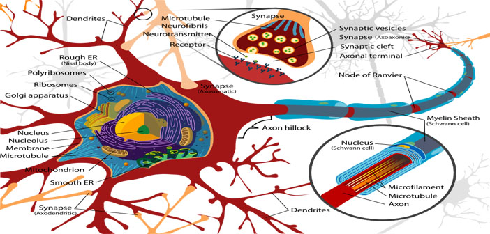 'Master switch' for myelination in human brain stem cells is identified