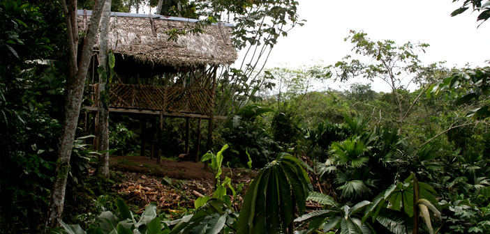 Researchers reveal relationships between rare languages in the ...