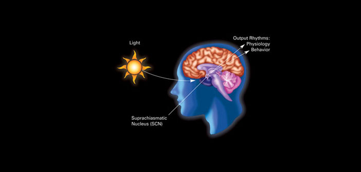 Brain Physiology And Behavior
