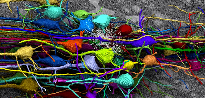 Modeling how neurons work together