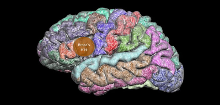 Brocas Brain Cortex Diagram Gray7e_ch5