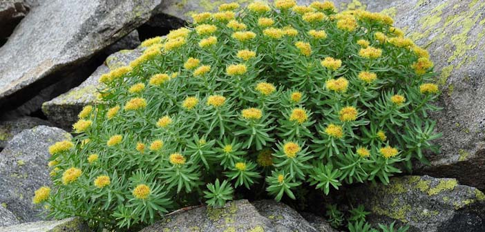 Roseroot herb shows promise as potential depression treatment option