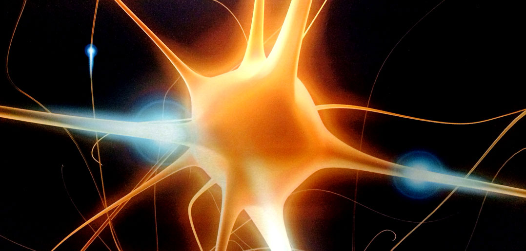 A newly discovered signaling molecule helps neurons find their way in ...