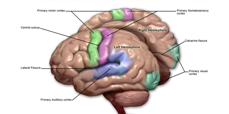 Secondary Auditory Cortex