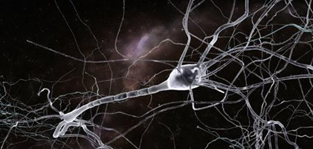 Nerve cells warn brain of damage to the inner ear