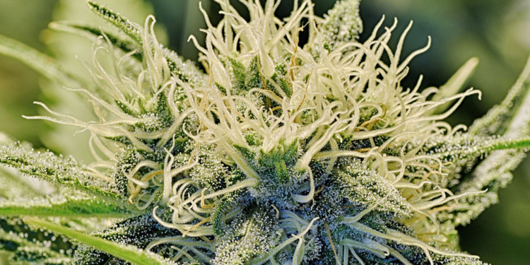 Cannabis pilot study: THCV blocks some of the negative effects its ...