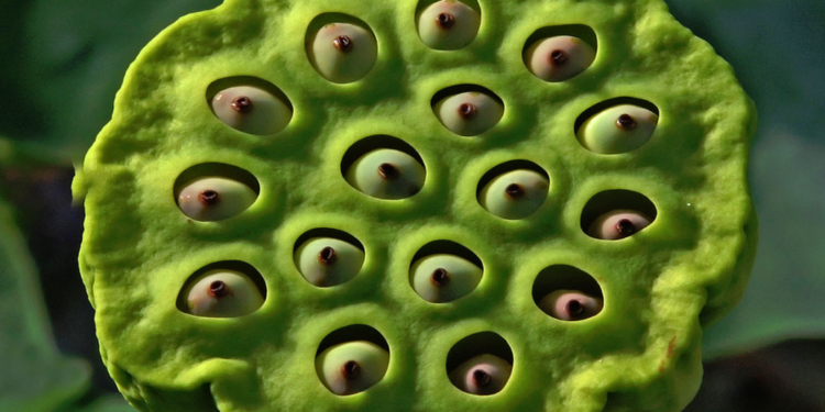 Trypophobia: the fear of holes driven by the internet – and mathematics