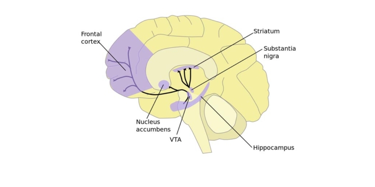 Neuronal ensembles in the nucleus accumbens appear to be reward-specific