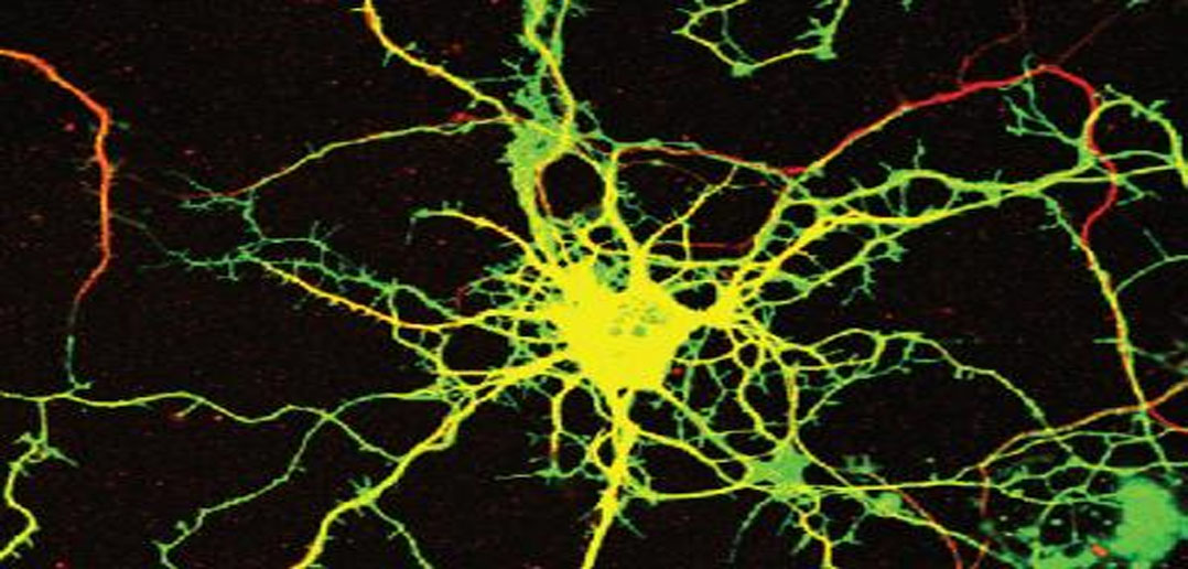 Study finds new mechanism to control information flow in the brain