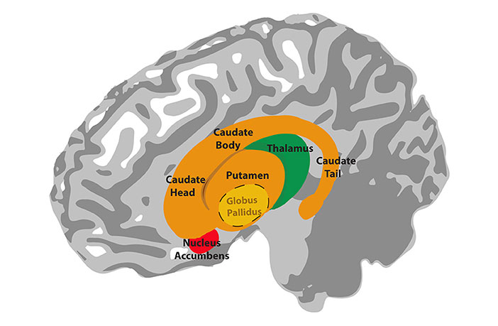 Study of 15,847 people worldwide uncovers sex differences in the ...
