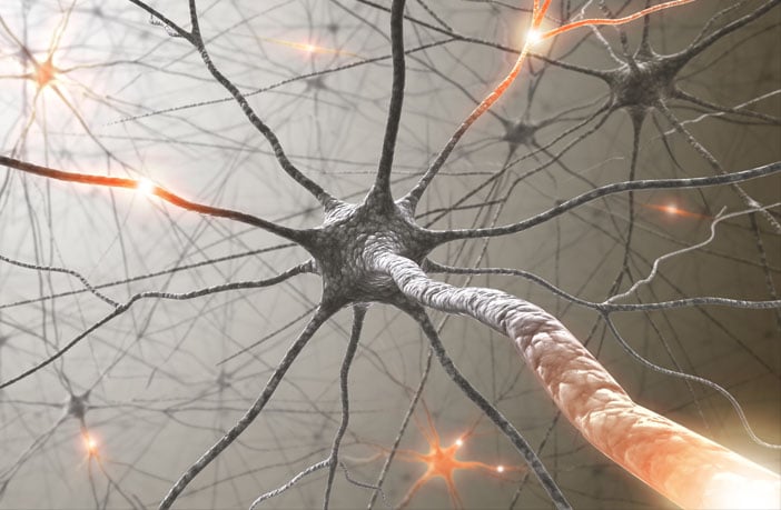 Brain connectivity study helps explain the neural link between ...