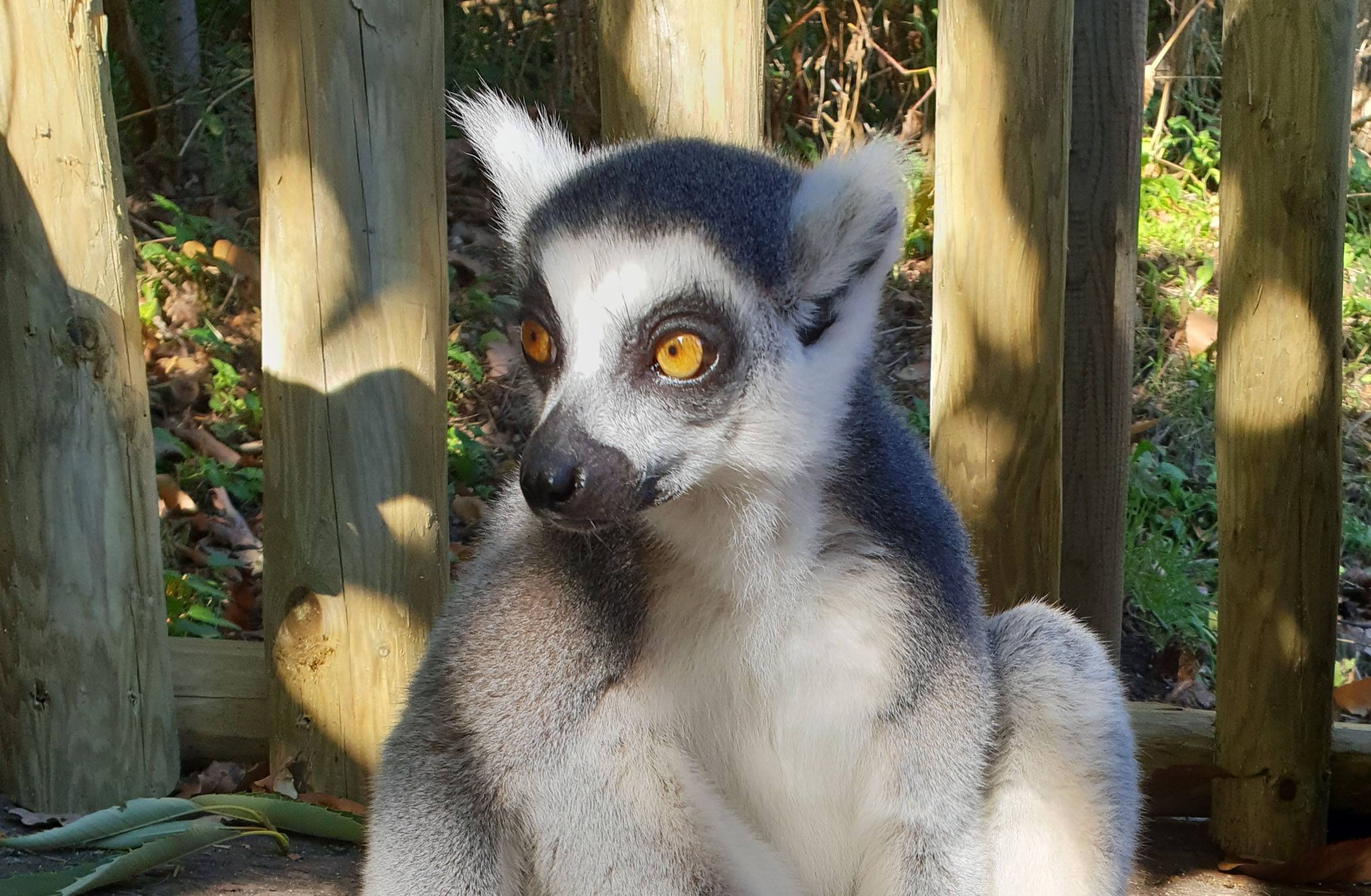 Walking with lemurs can reduce psychological and physiological stress