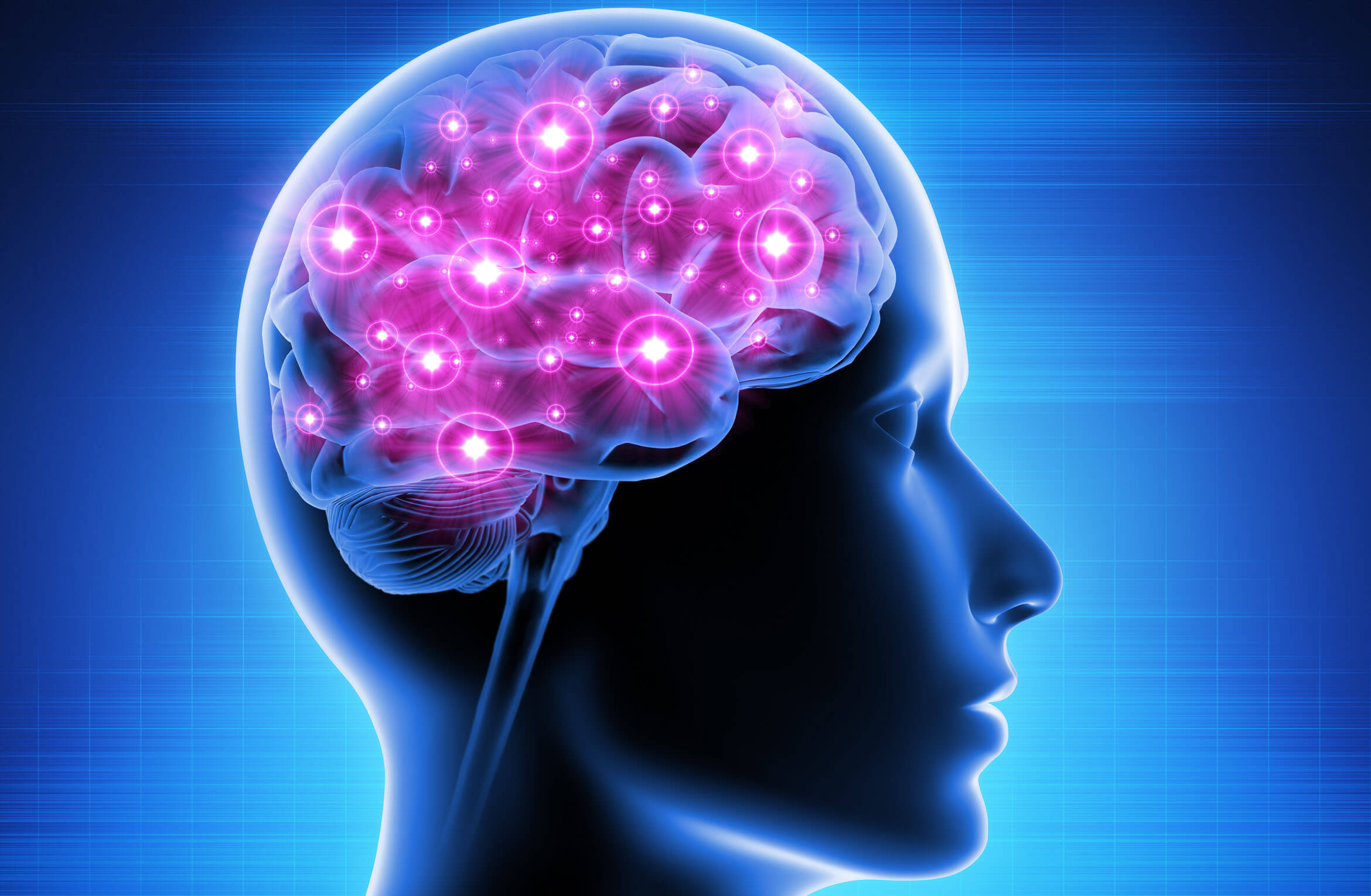 New study suggests there are neurobiological constraints on women's ...