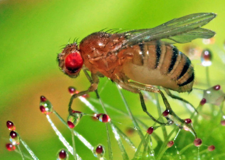 Latest News About Psychedelic Drugs