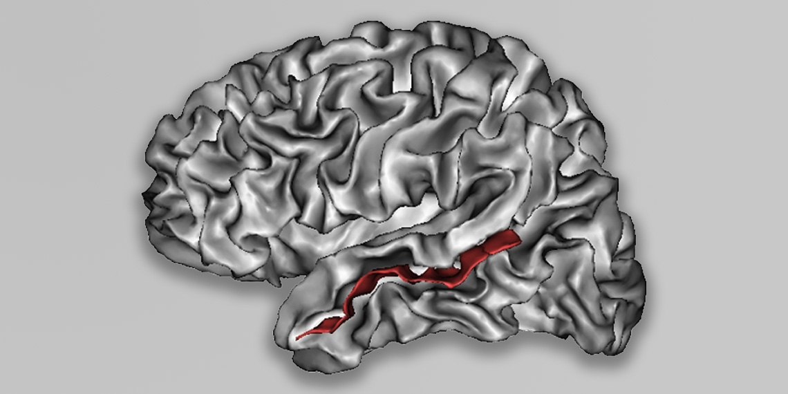 Greater interracial contact linked to more race-neutral brain responses ...