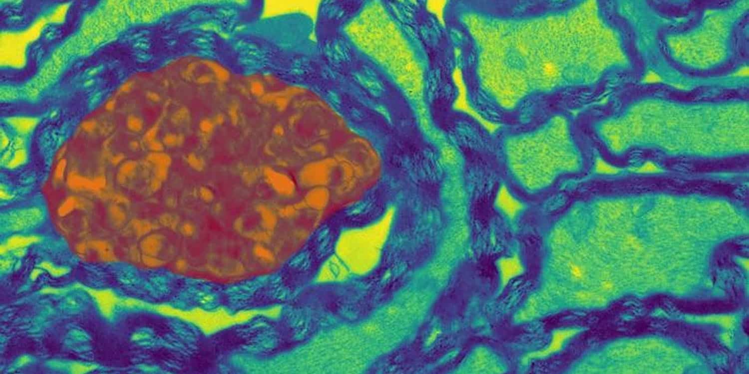 Neuroscience breakthrough: The essential role of oligodendrocytes in ...