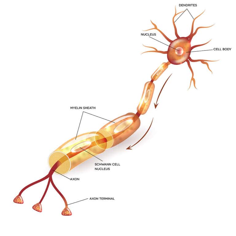 Longer football careers linked to reduced white matter brain integrity ...