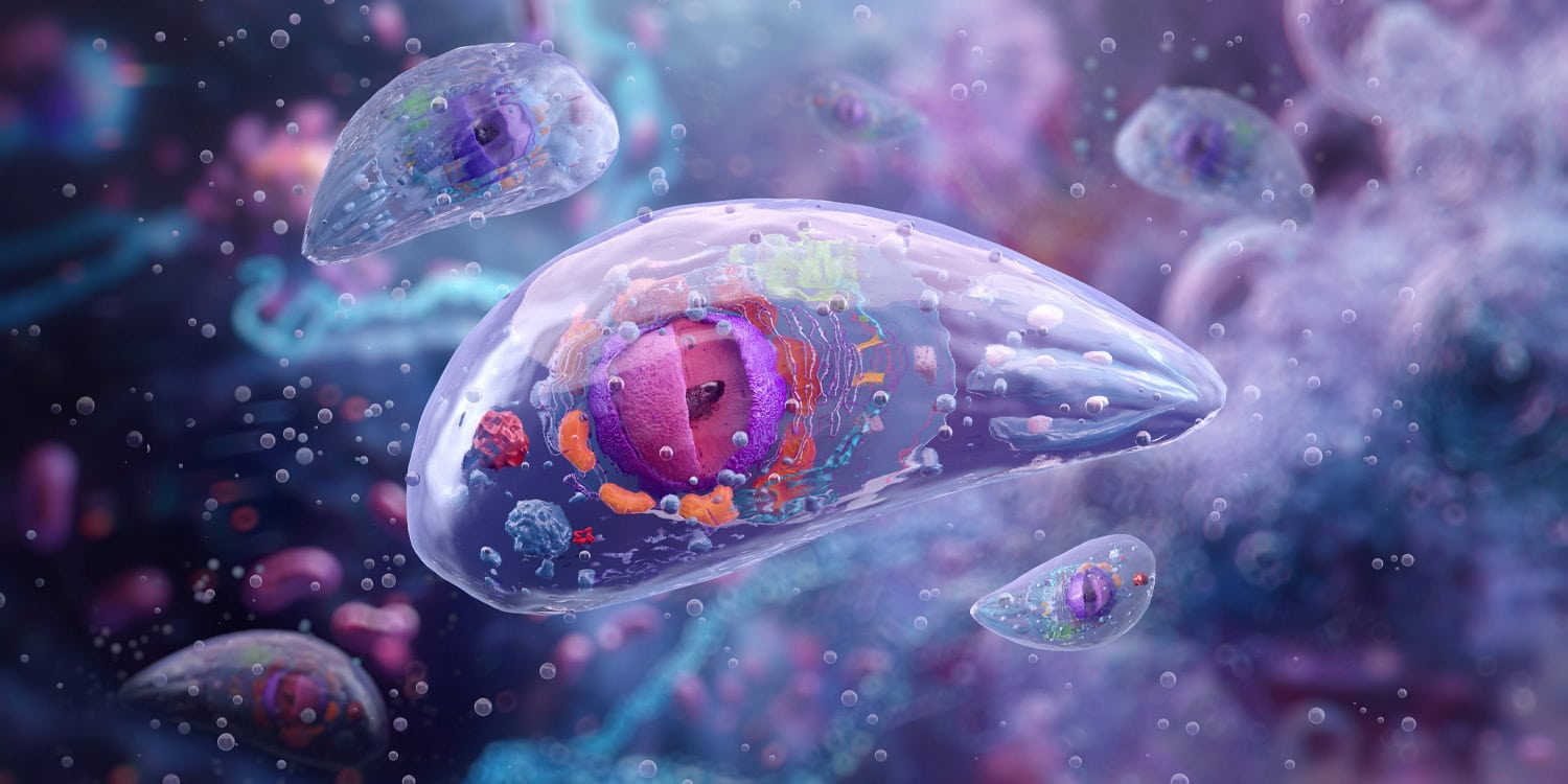 Common "cat poop" parasite hijacks brain chemistry through infected ...